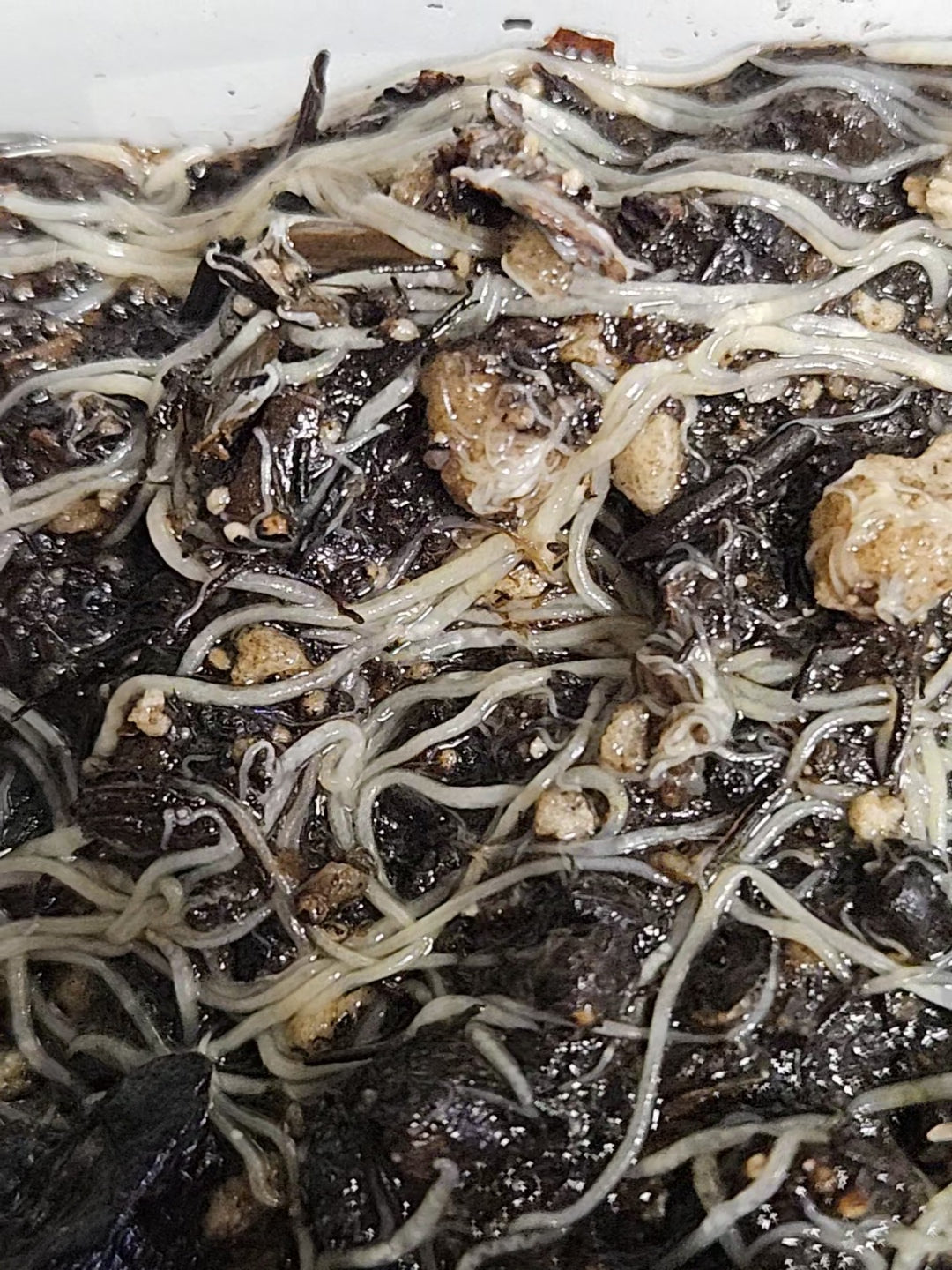 White Worms – Live Fish Food Canada